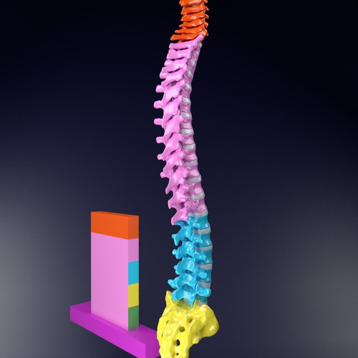 Vertebrae vertebral column color labelled 3D model | CGTrader