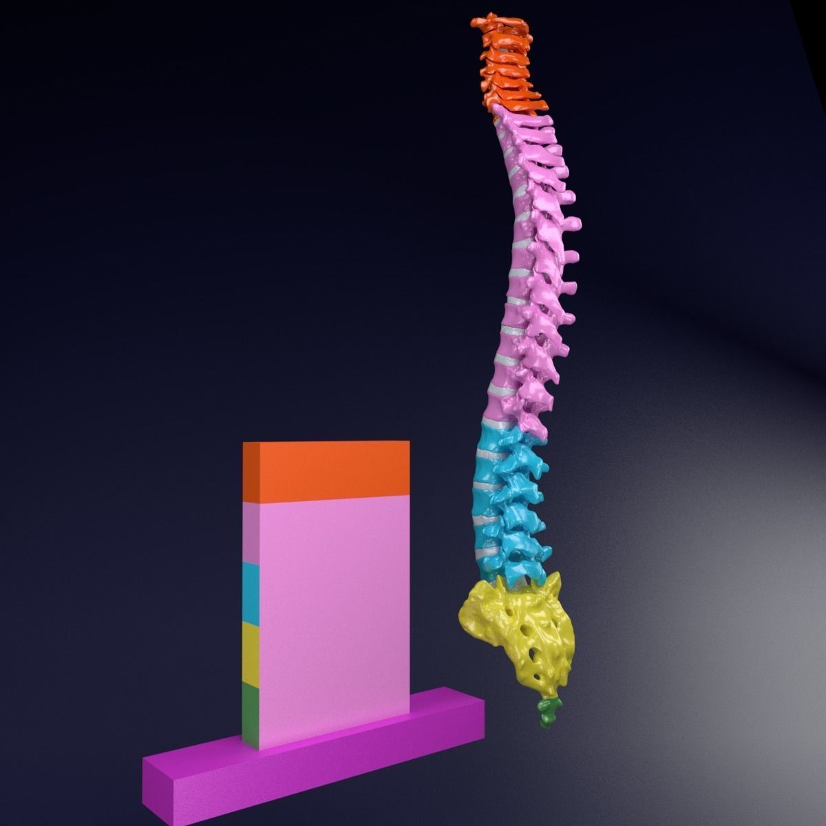Vertebrae vertebral column color labelled 3D model | CGTrader