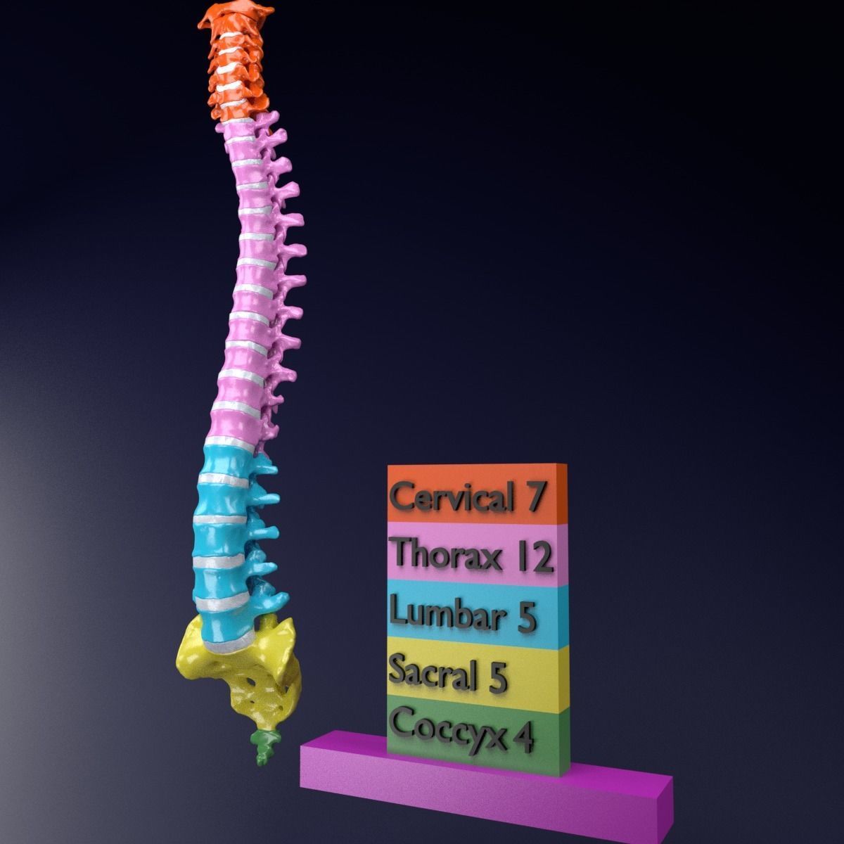 Vertebrae vertebral column color labelled 3D model | CGTrader