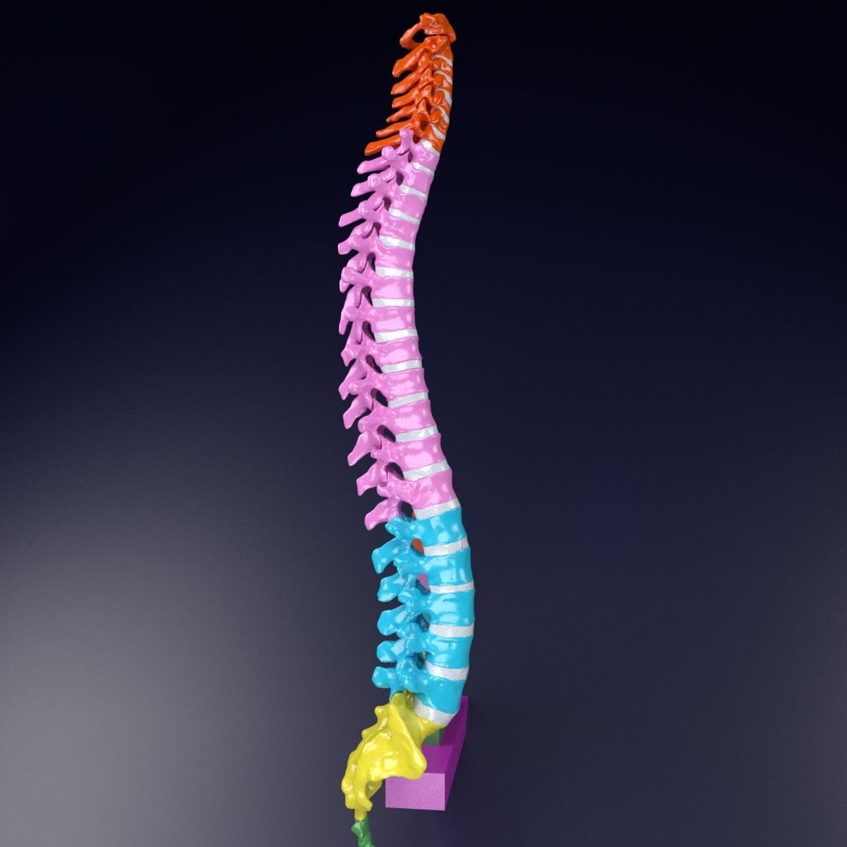 Vertebrae vertebral column color labelled 3D model | CGTrader