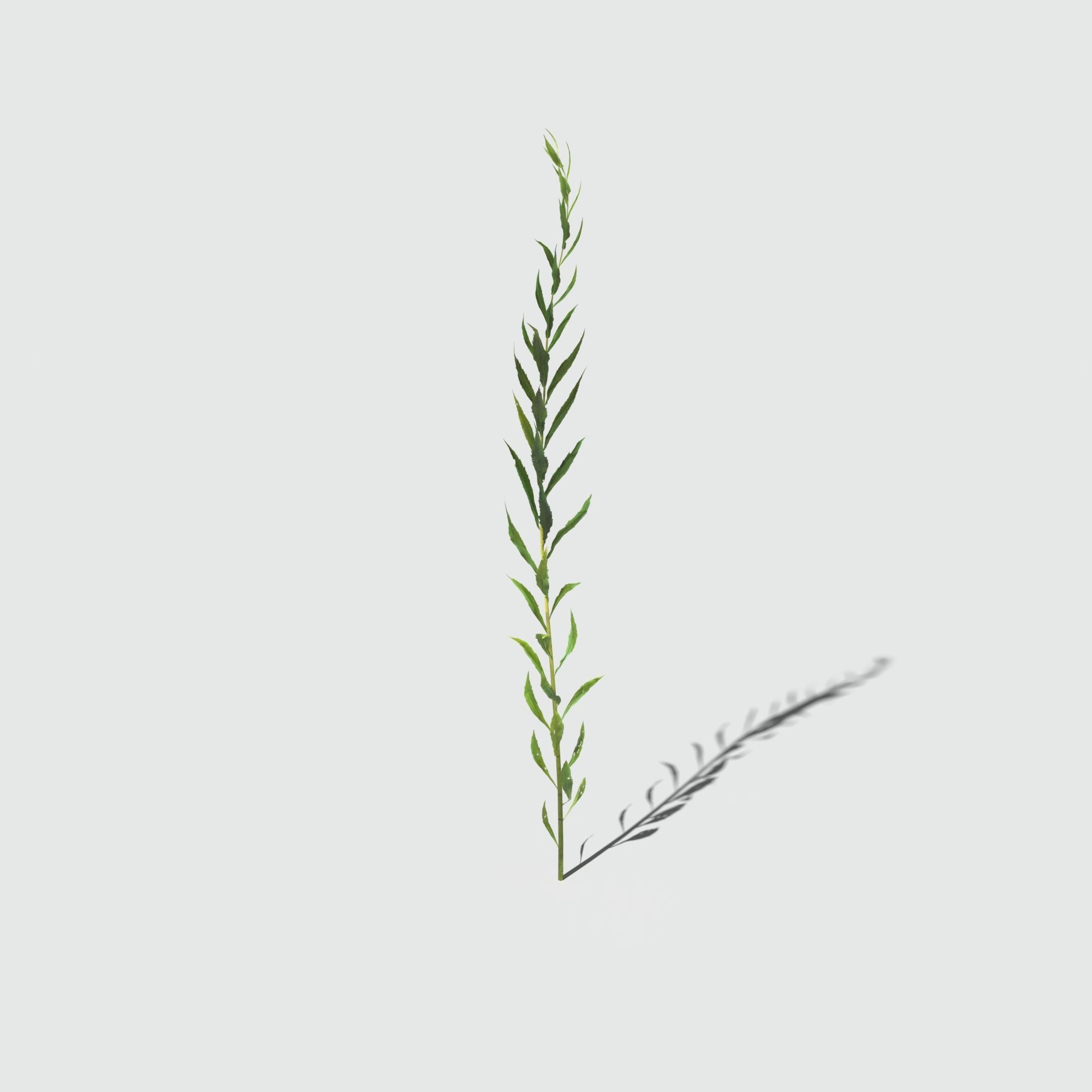 Goldenrod Pack 3D model | CGTrader