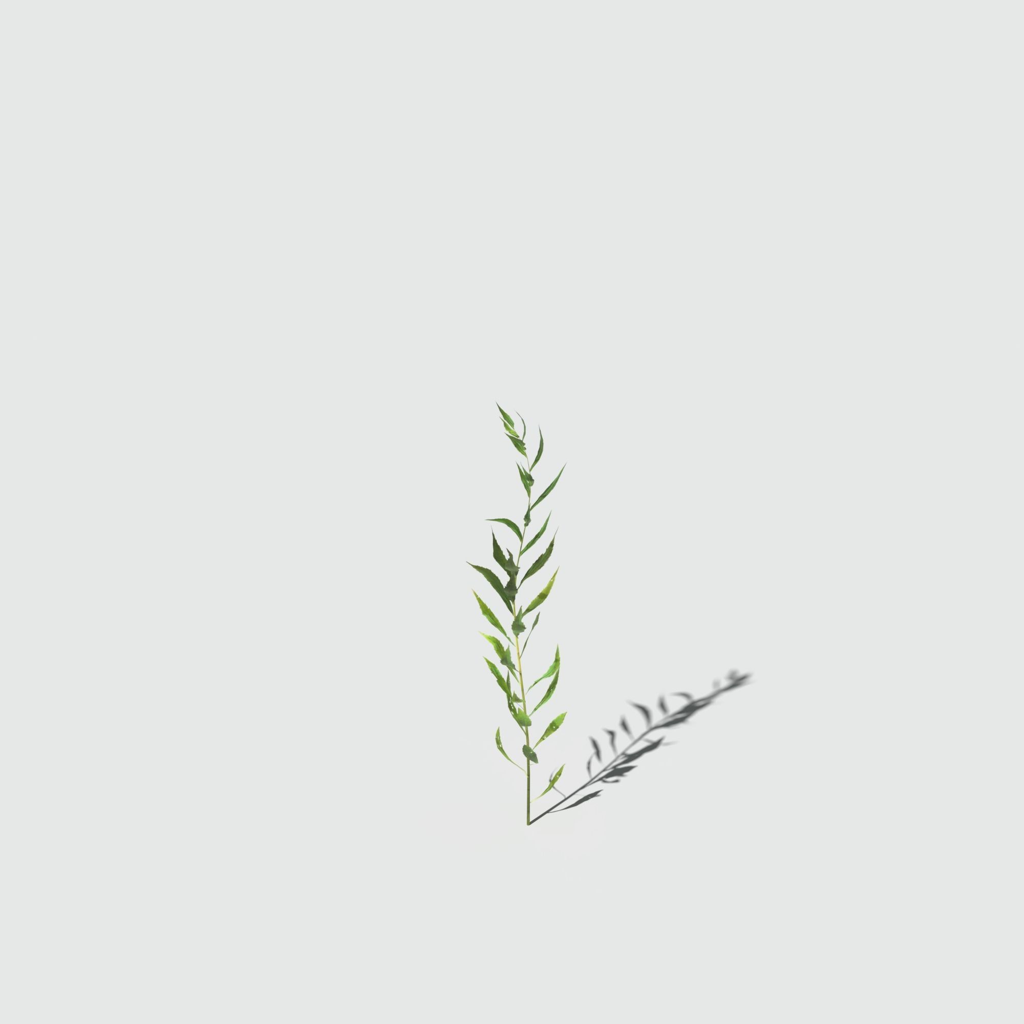 Goldenrod Pack 3D model | CGTrader