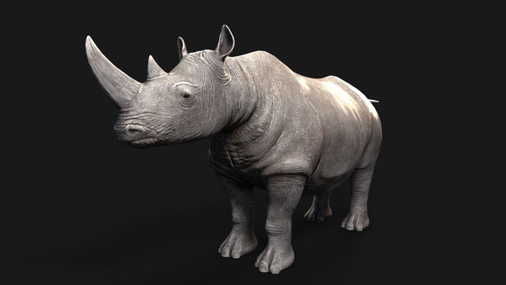 3D model Rhino rhinoceros VR / AR / low-poly | CGTrader