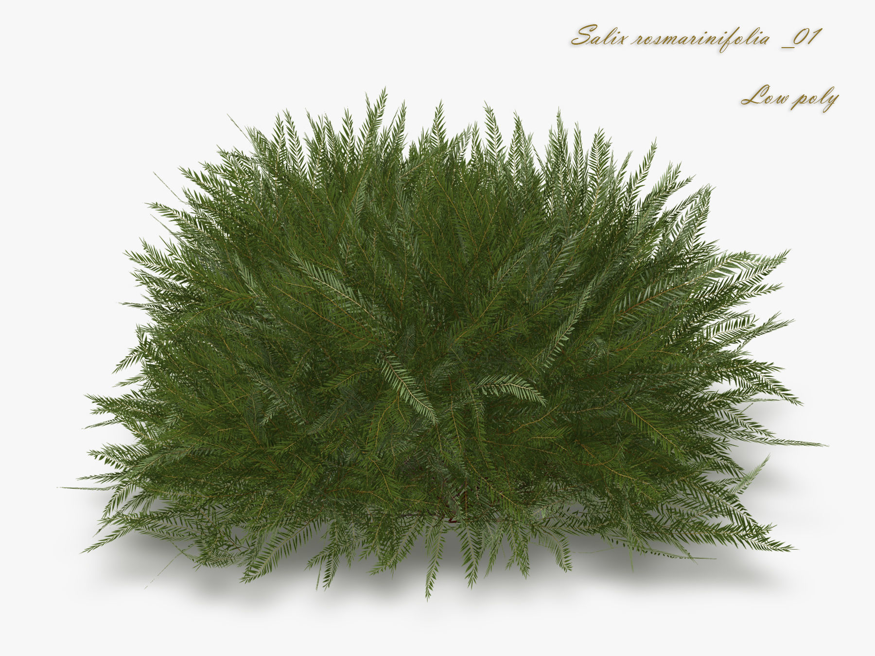 3D model Bush Willow Salix rosmarinifolia VR / AR / low-poly | CGTrader