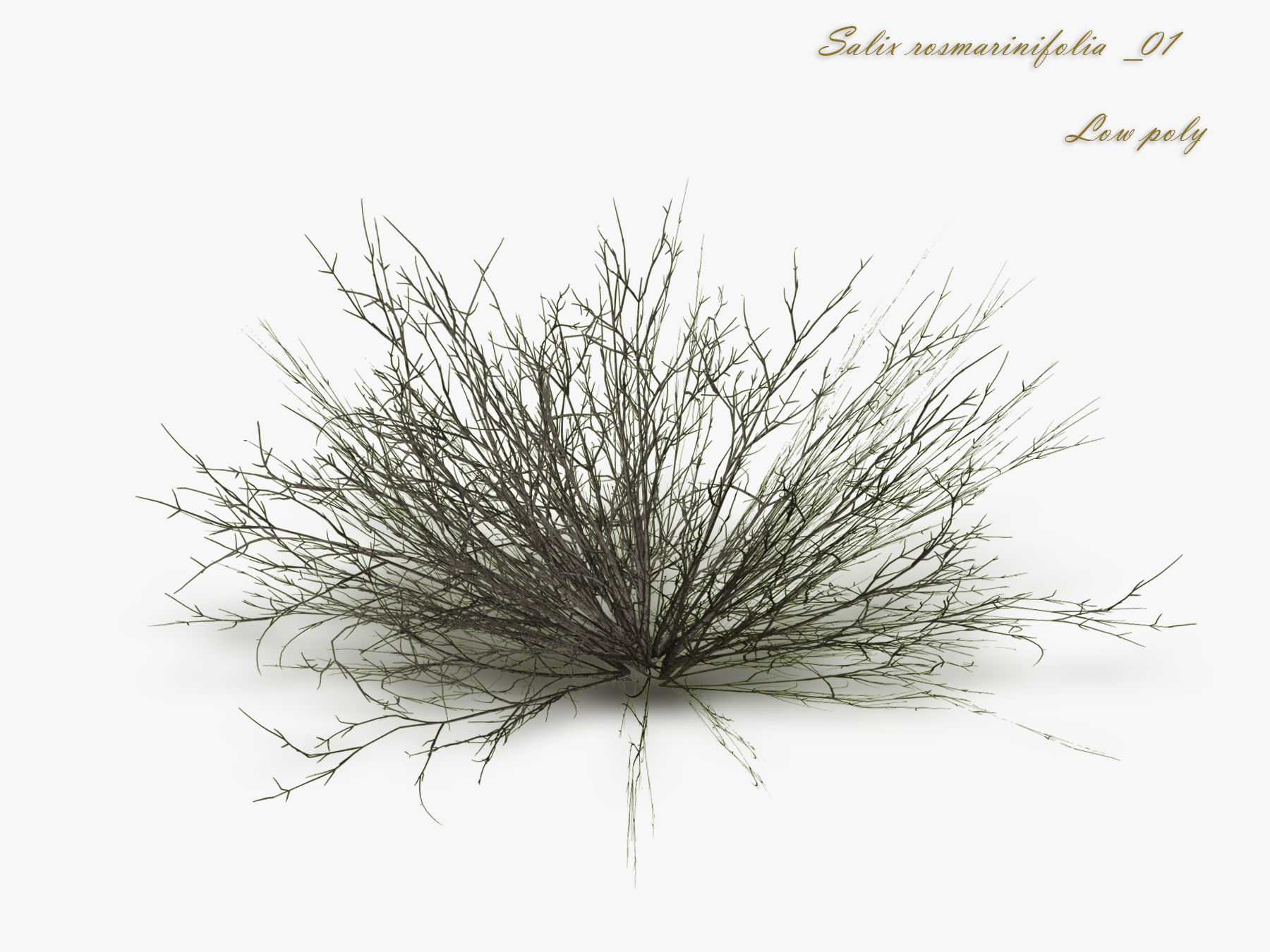 3D model Bush Willow Salix rosmarinifolia VR / AR / low-poly | CGTrader