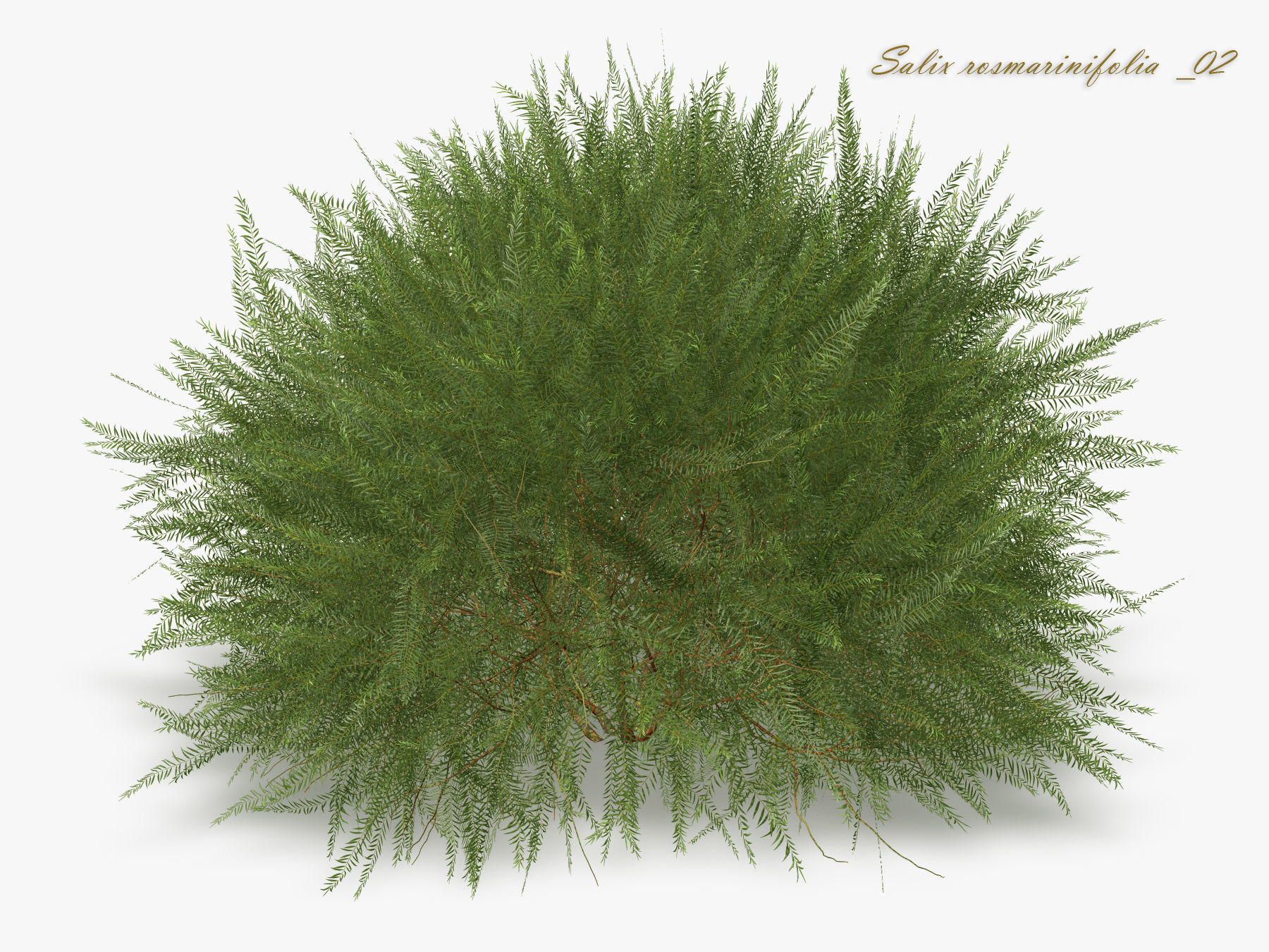 3D model Bush Willow Salix rosmarinifolia VR / AR / low-poly | CGTrader