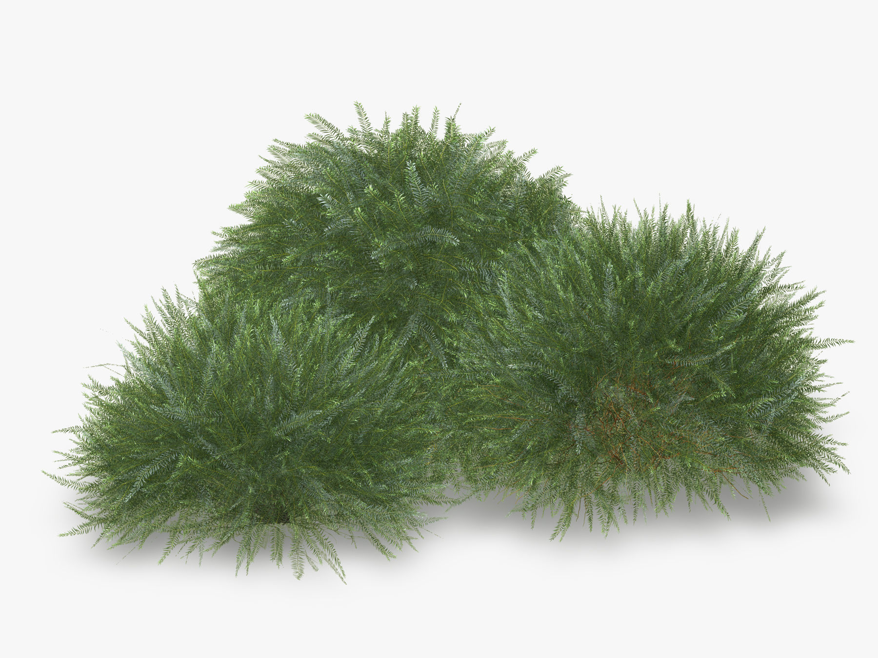 3D model Bush Willow Salix rosmarinifolia VR / AR / low-poly | CGTrader
