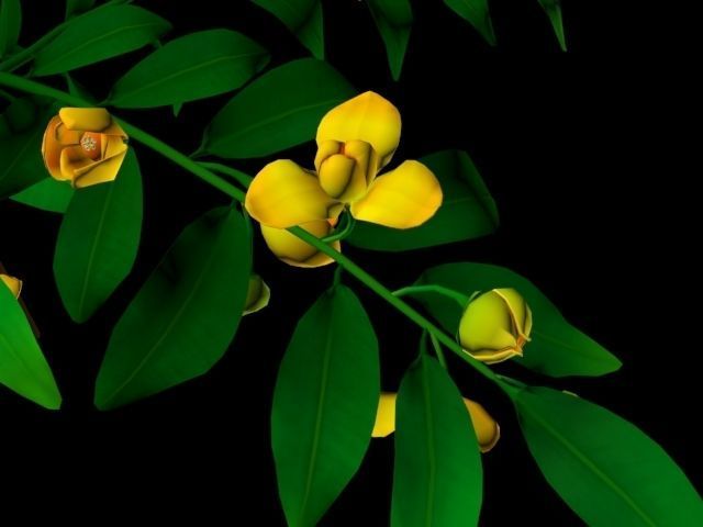 3D model Flower Rumdul VR / AR / low-poly | CGTrader