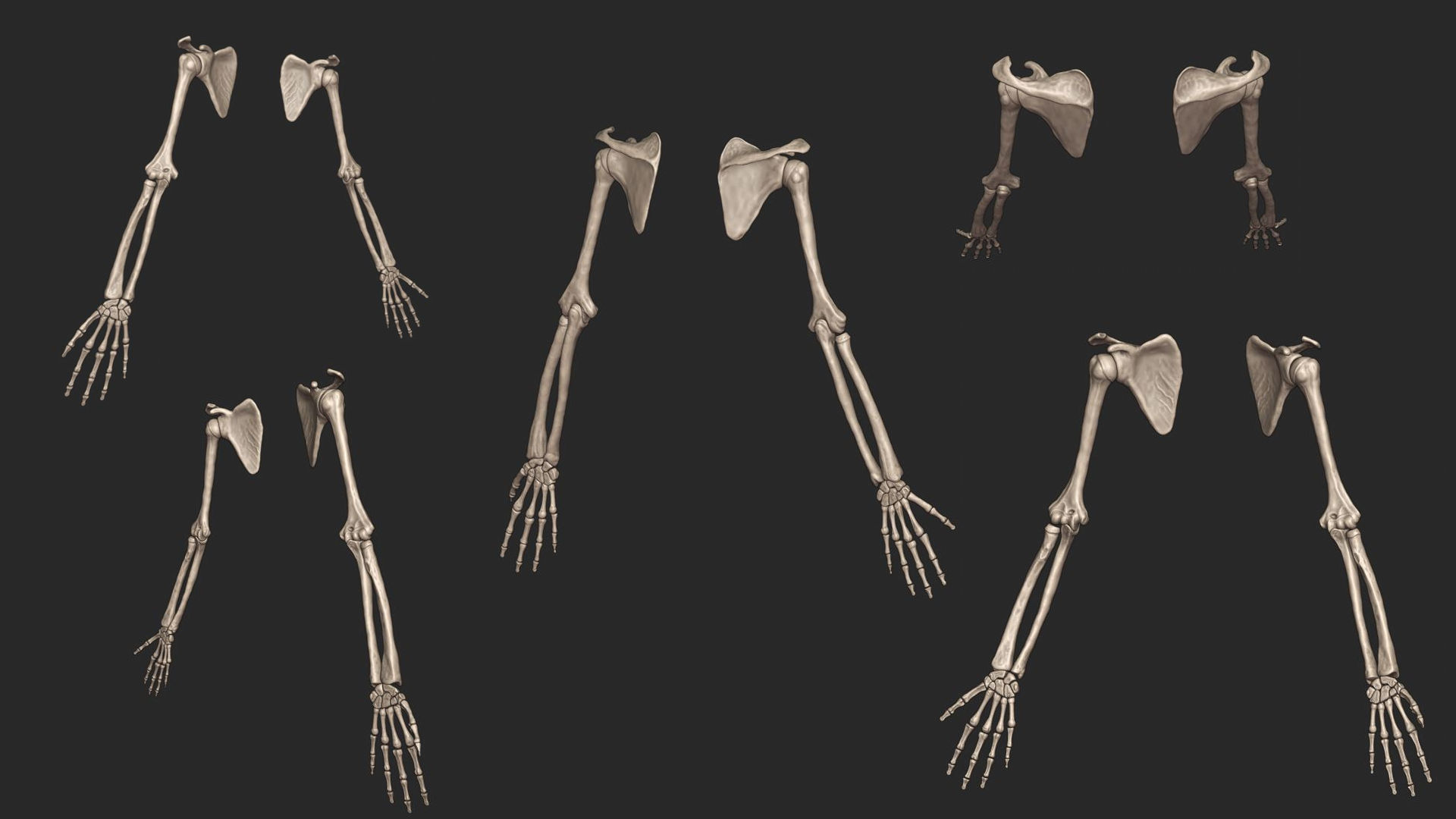 Human Arm Bones High Poly 3D model | CGTrader