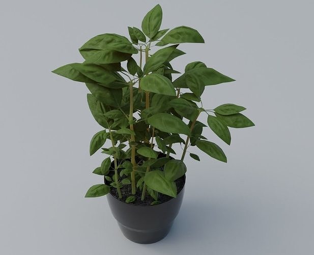 Basil Plant 3D model | CGTrader