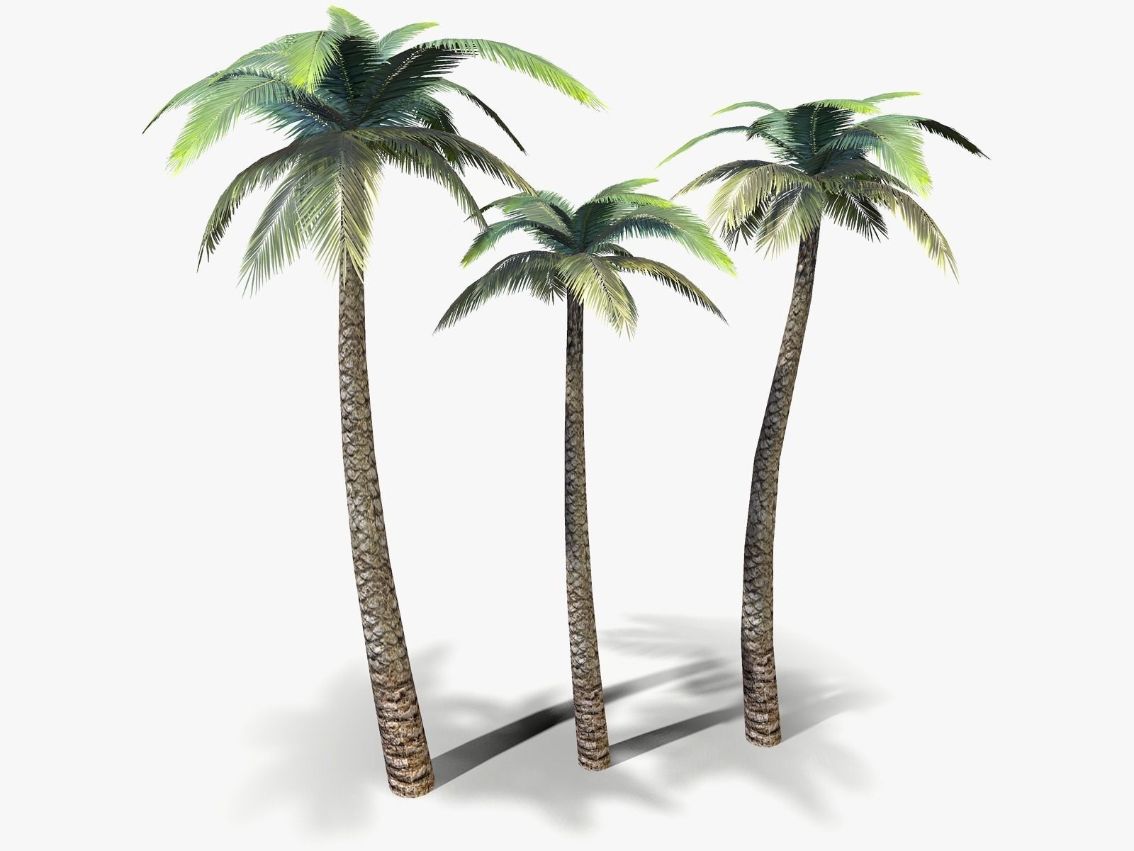 3D model Palm Tree lowpoly VR / AR / low-poly | CGTrader
