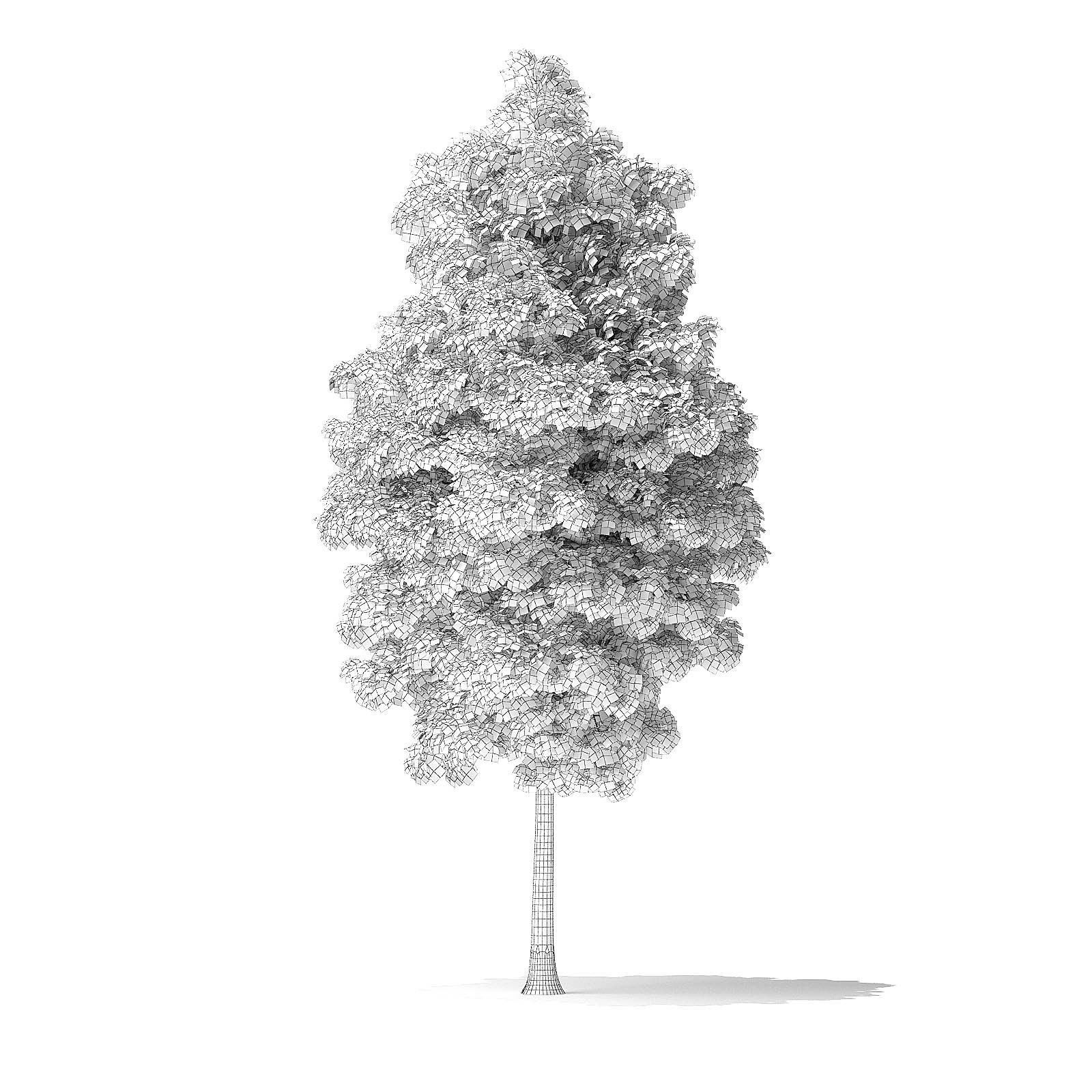 Green Ash Tree 3D Model 8m 3D model | CGTrader