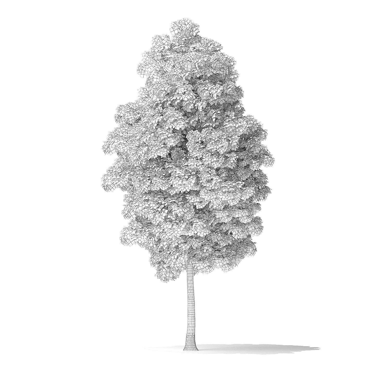 Green Ash Tree 3D Model 8m 3D model | CGTrader
