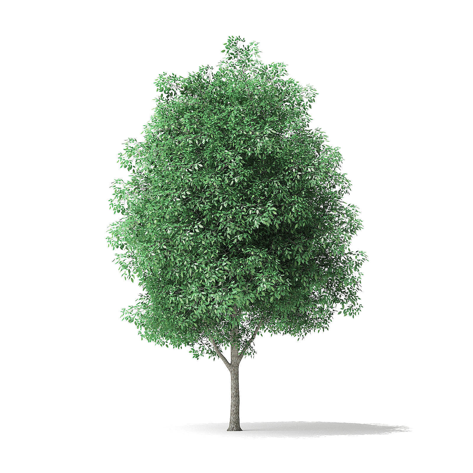 Green Ash Tree 3D Model 5m 3D model | CGTrader