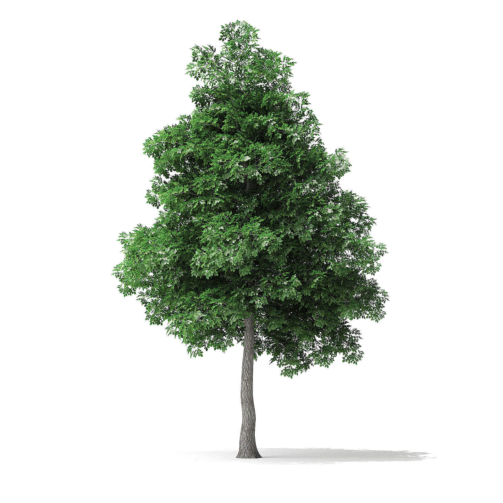 White Ash Tree 3D Model 6m 3D model | CGTrader