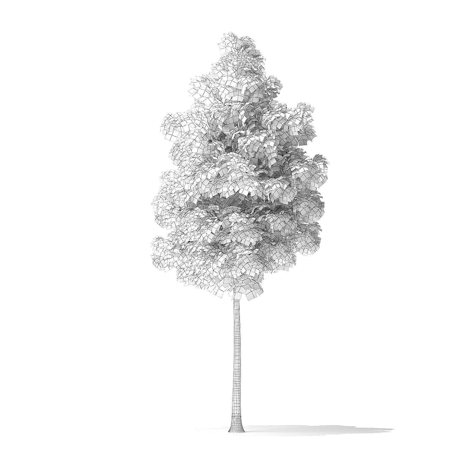 Quaking Aspen Tree 3D Model 4m 3D model | CGTrader