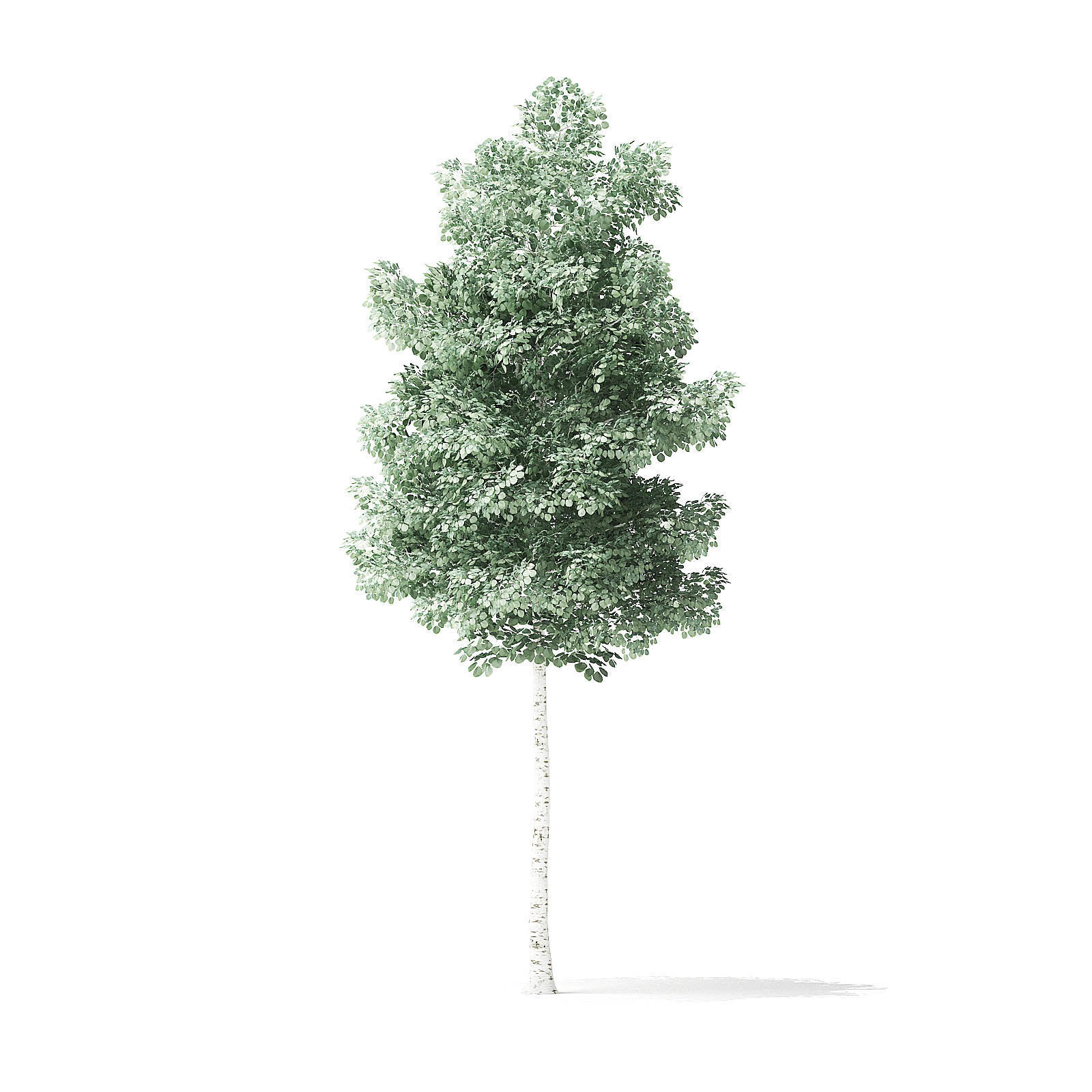 Quaking Aspen Tree 3D Model 4m 3D model | CGTrader