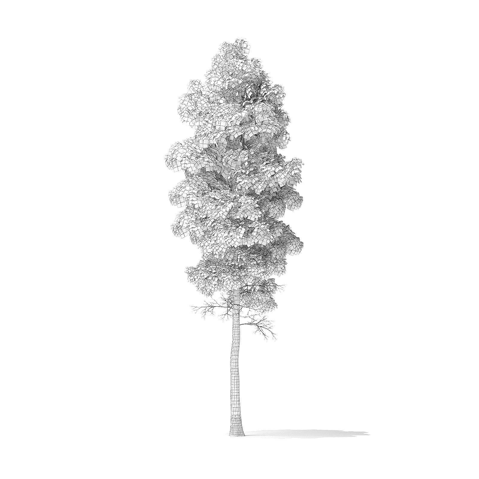 Quaking Aspen Tree 3D Model 6m 3D model | CGTrader