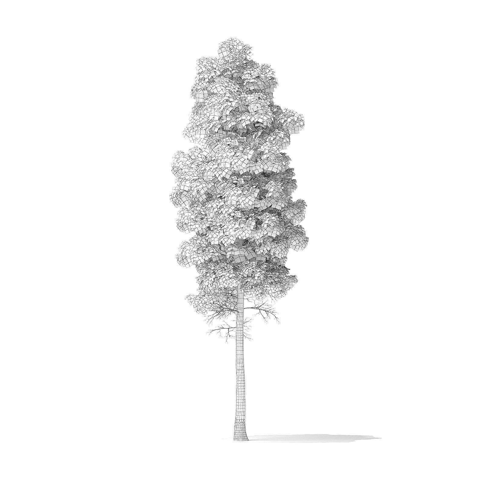 Quaking Aspen Tree 3D Model 6m 3D model | CGTrader