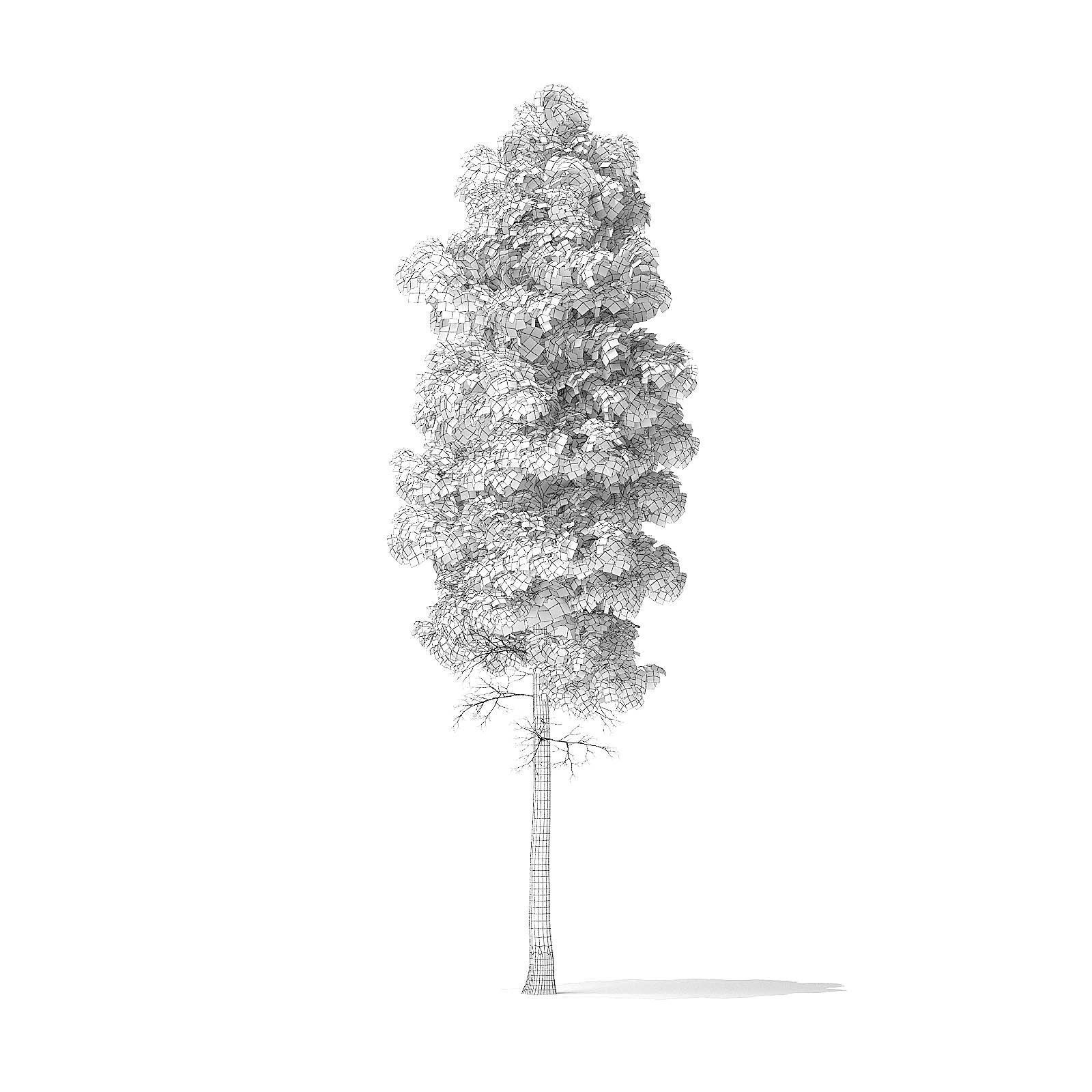 Quaking Aspen Tree 3D Model 6m 3D model | CGTrader