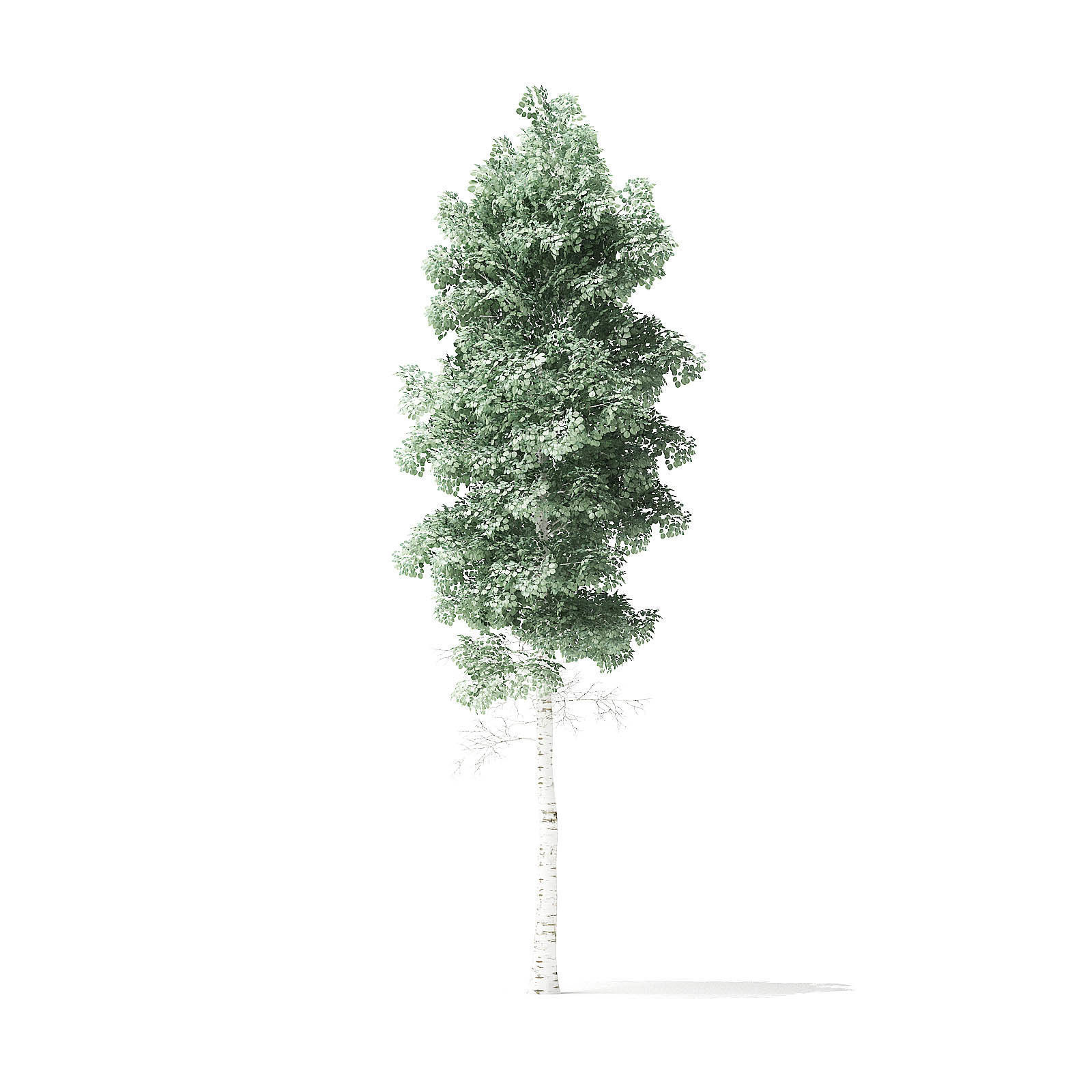 Quaking Aspen Tree 3D Model 6m 3D model | CGTrader