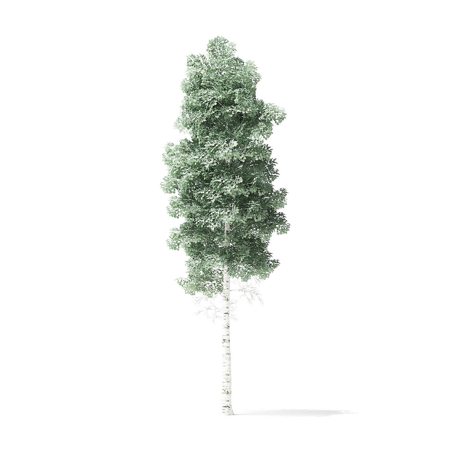 Quaking Aspen Tree 3D Model 6m 3D model | CGTrader