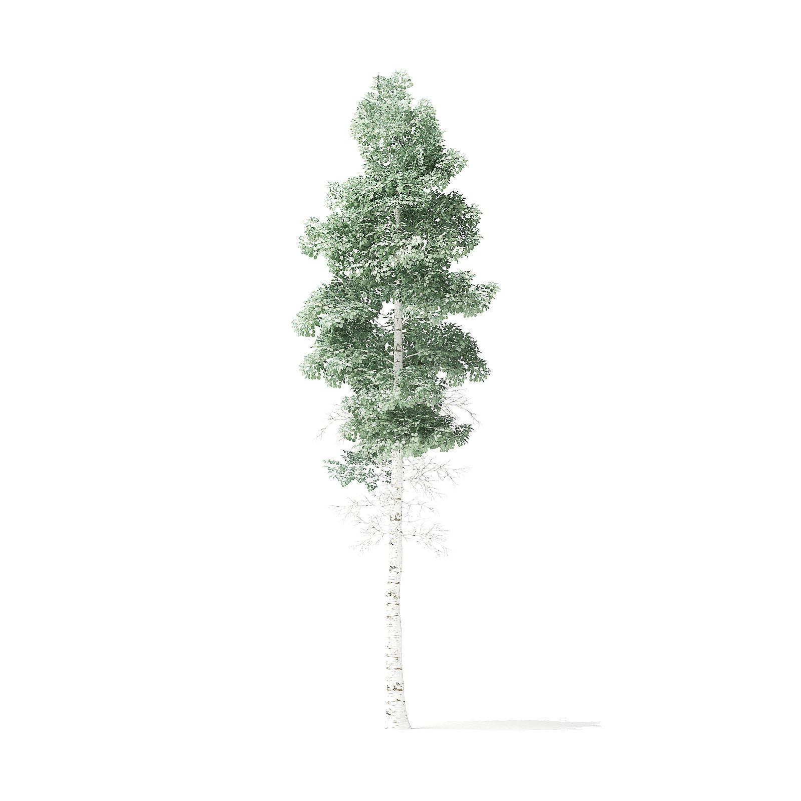 Quaking Aspen Tree 3D Model 7m 3D model | CGTrader
