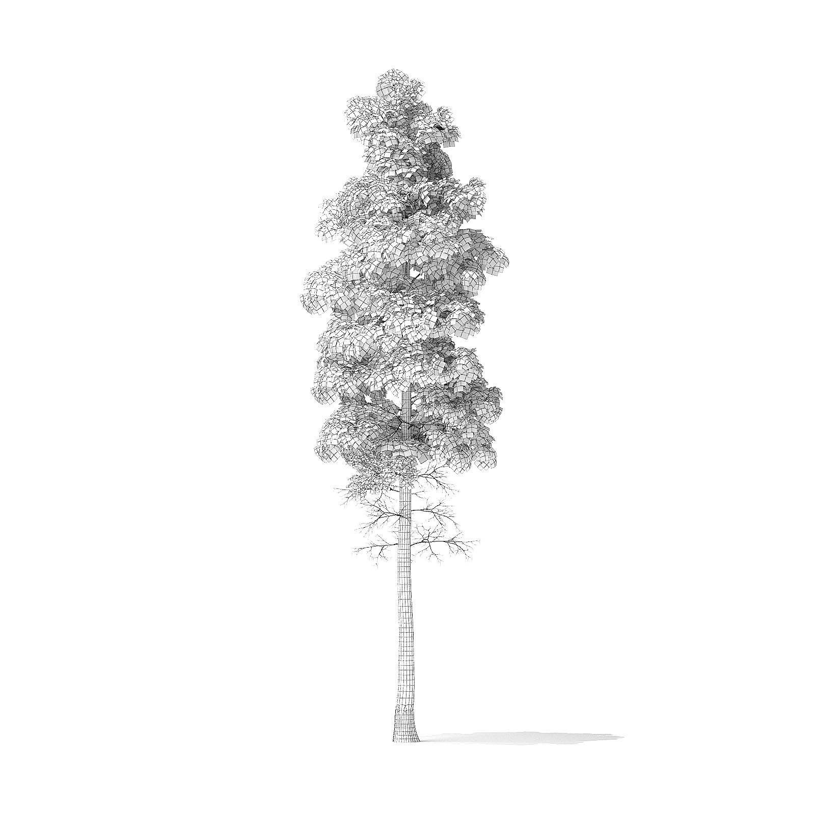 Quaking Aspen Tree 3D Model 7m 3D model | CGTrader