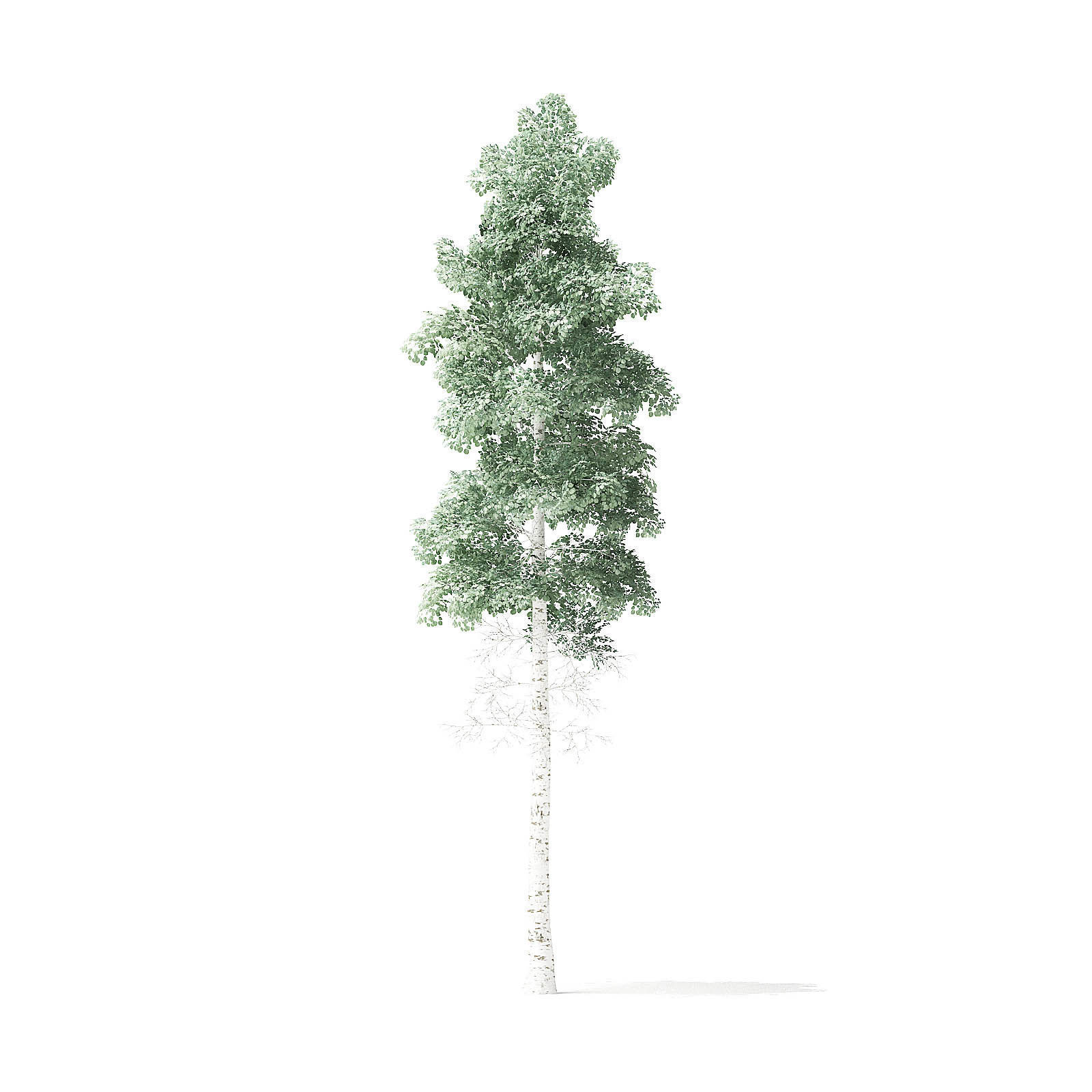 Quaking Aspen Tree 3D Model 7m 3D model | CGTrader