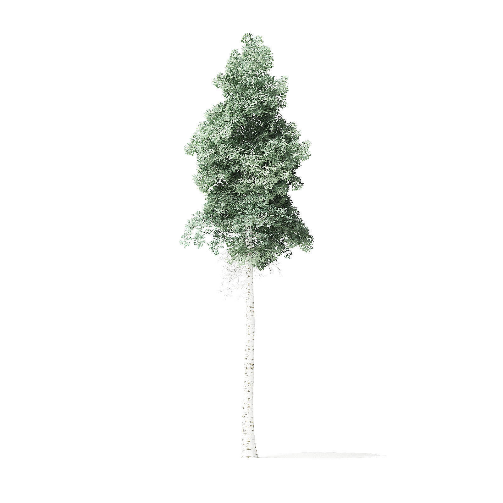 Quaking Aspen Tree 3D Model 8m 3D model | CGTrader