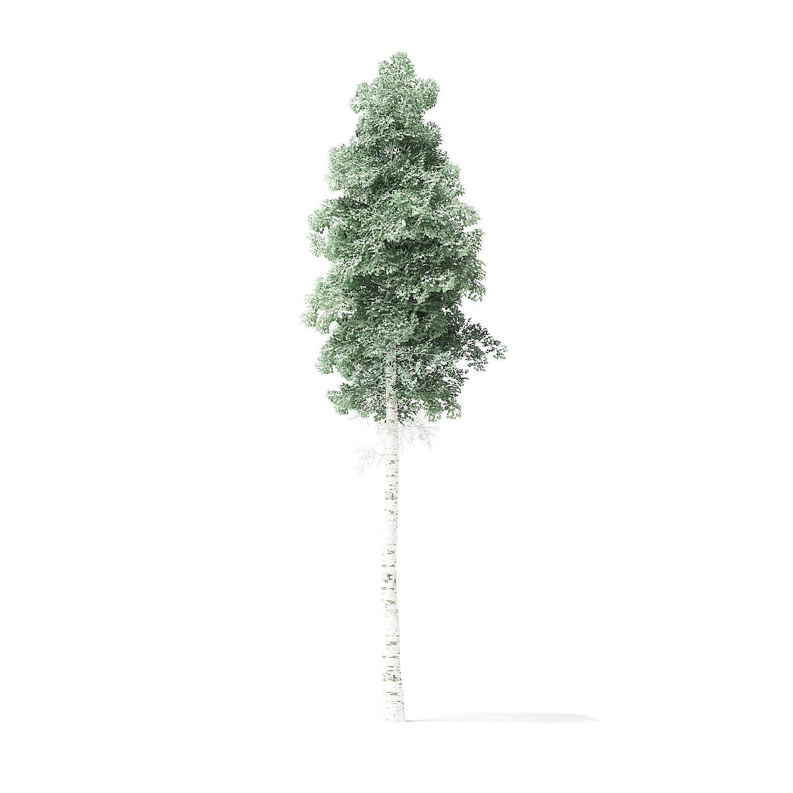 Quaking Aspen Tree 3D Model 8m 3D model | CGTrader