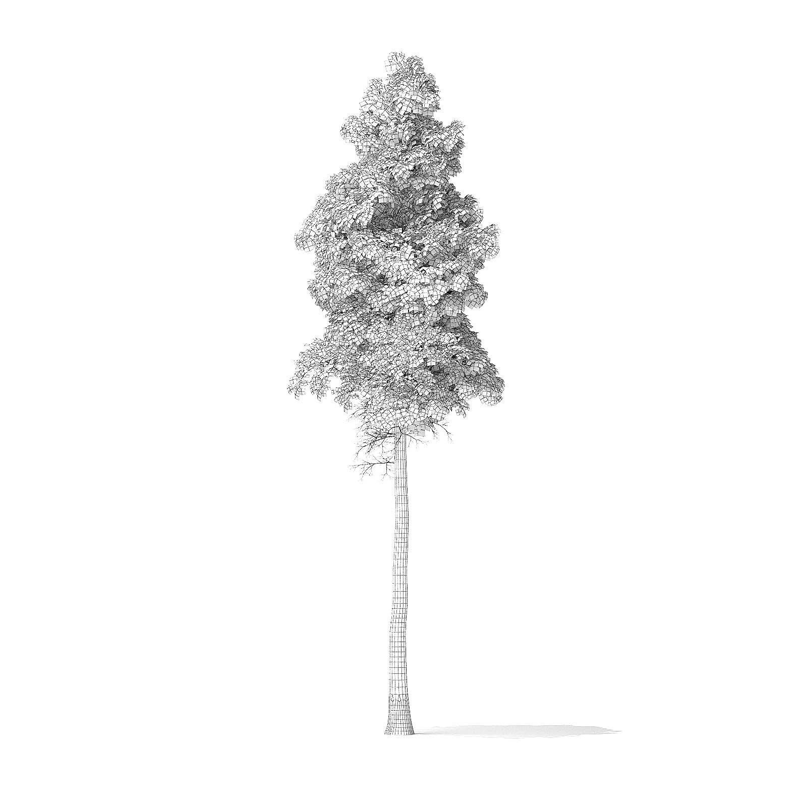 Quaking Aspen Tree 3D Model 8m 3D model | CGTrader