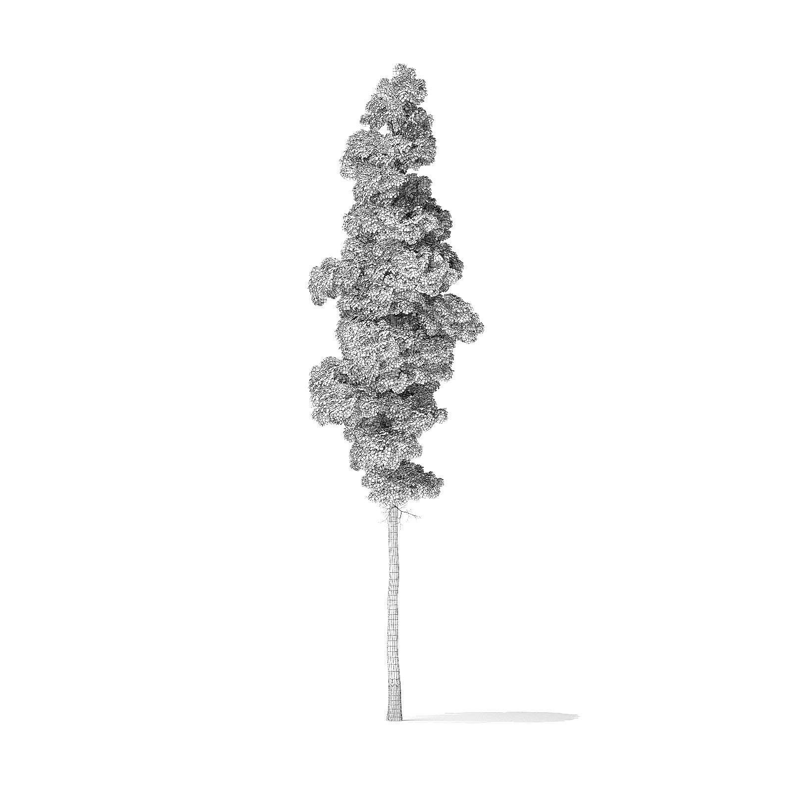 Quaking Aspen Tree 3D Model 13m 3D model | CGTrader