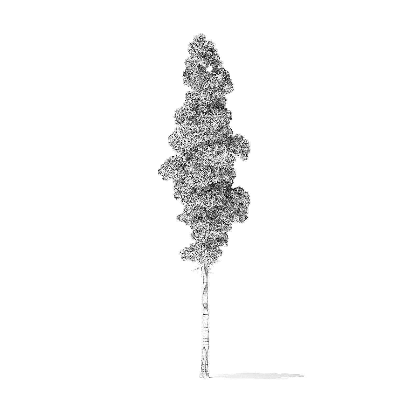 Quaking Aspen Tree 3D Model 13m 3D model | CGTrader