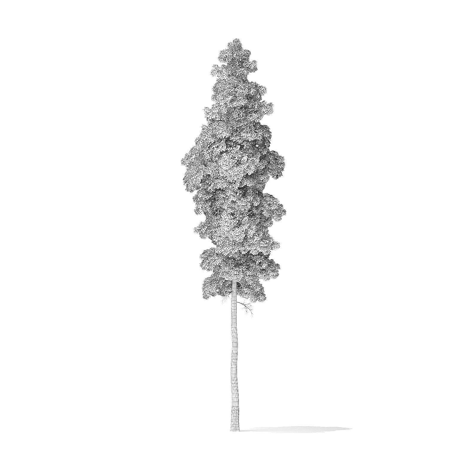 Quaking Aspen Tree 3D Model 13m 3D model | CGTrader