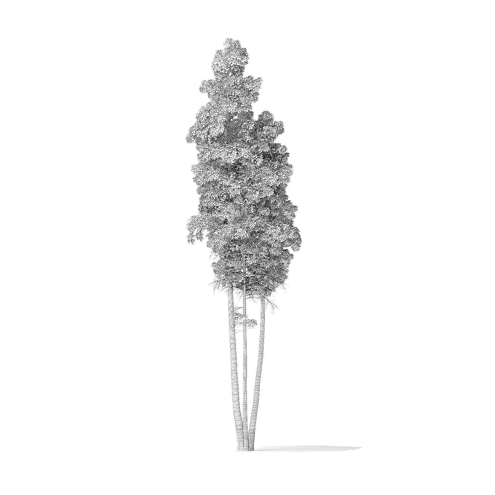 Quaking Aspen Tree 3D Model 12m 3D model | CGTrader