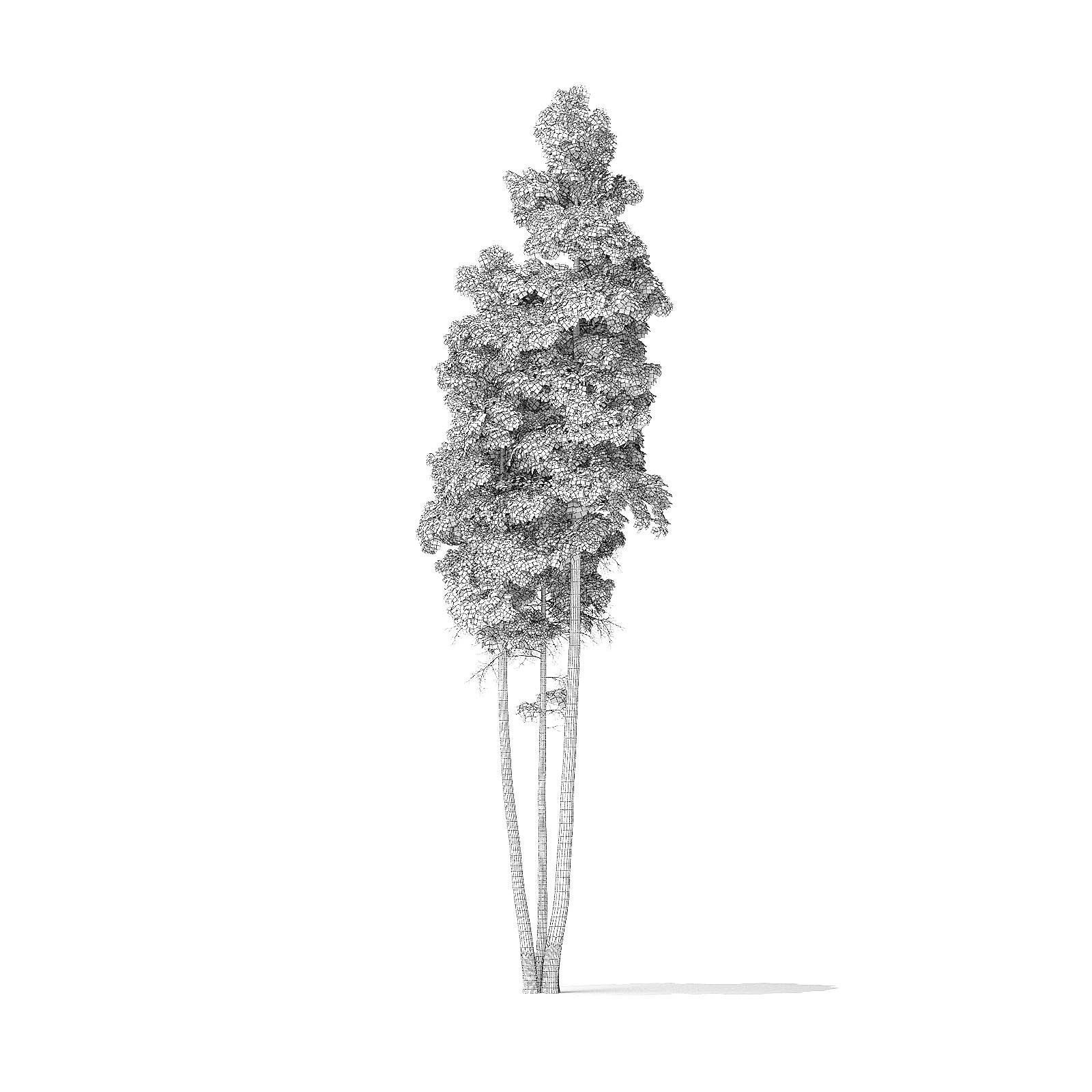 Quaking Aspen Tree 3D Model 12m 3D model | CGTrader