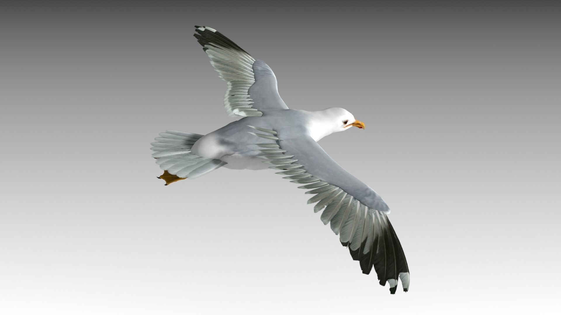 3D model Seagull VR / AR / low-poly rigged animated | CGTrader