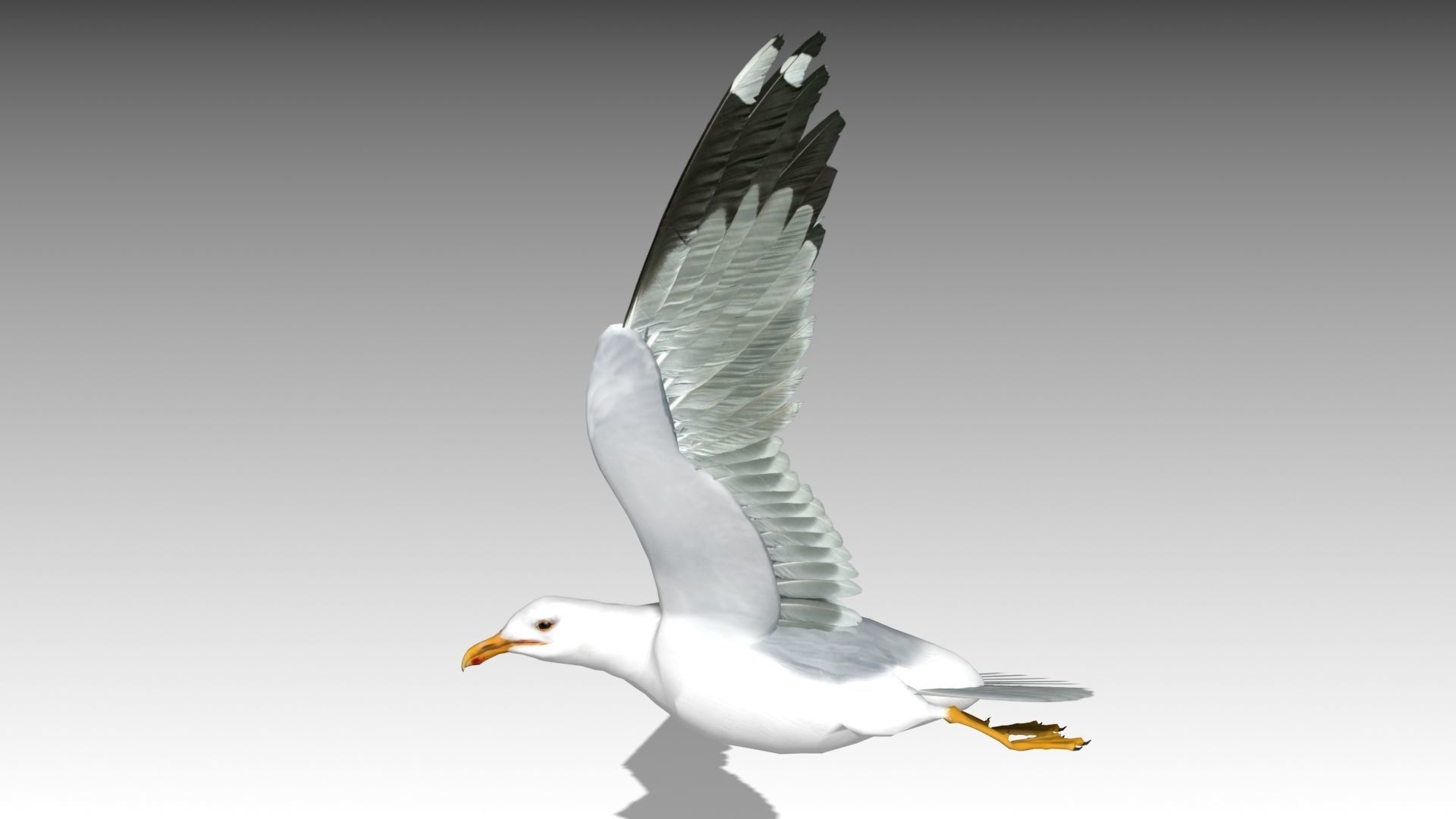 3D model Seagull VR / AR / low-poly rigged animated | CGTrader