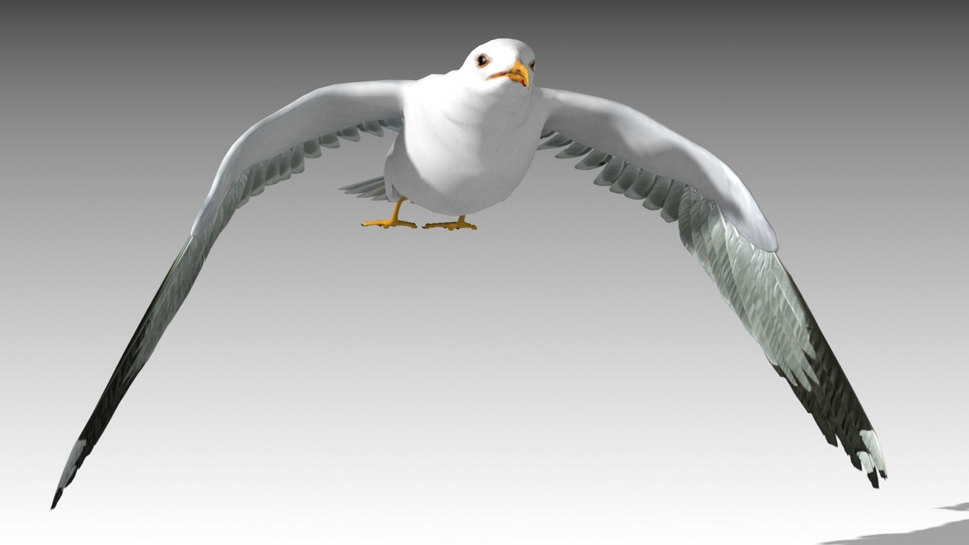 3D model Seagull VR / AR / low-poly rigged animated | CGTrader