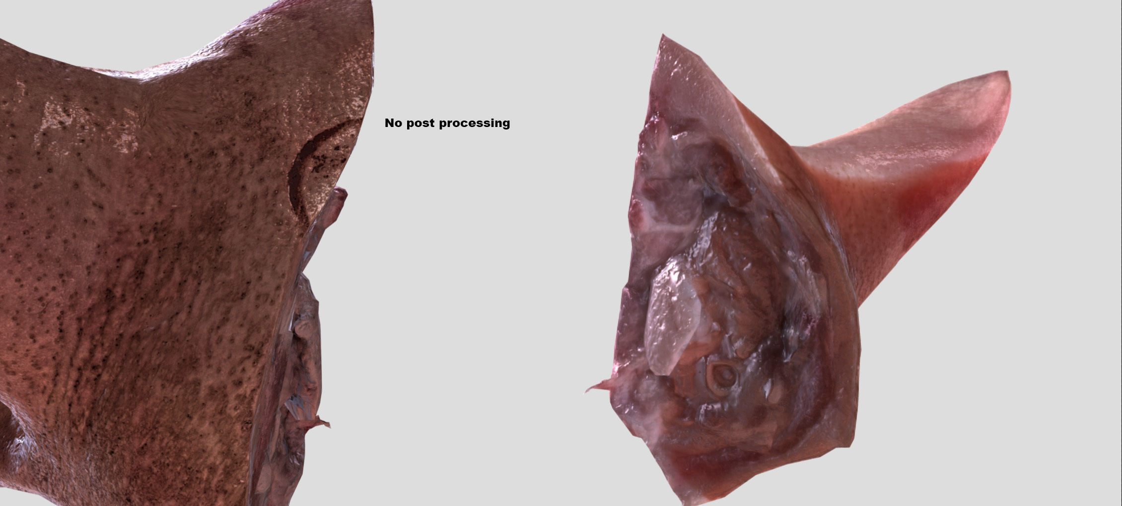 3D model Photorealistic raw pigs ear model VR / AR / low-poly | CGTrader