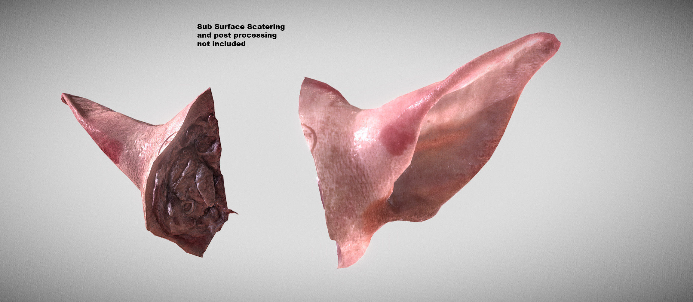 3D model Photorealistic raw pigs ear model VR / AR / low-poly | CGTrader