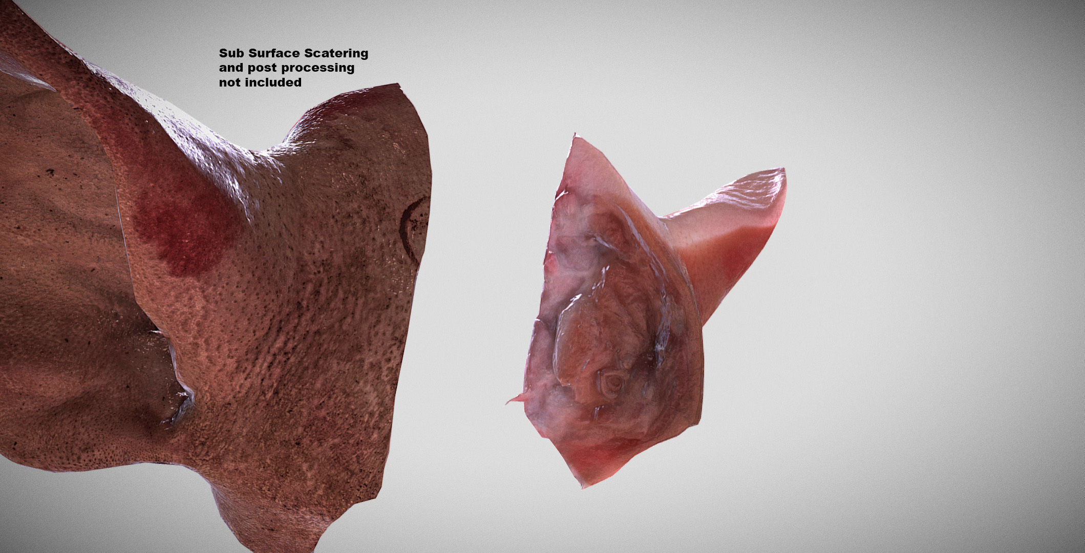 3D model Photorealistic raw pigs ear model VR / AR / low-poly | CGTrader