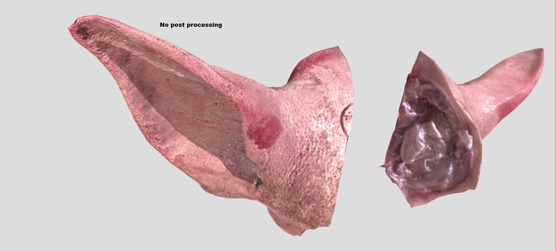 3D model Photorealistic raw pigs ear model VR / AR / low-poly | CGTrader