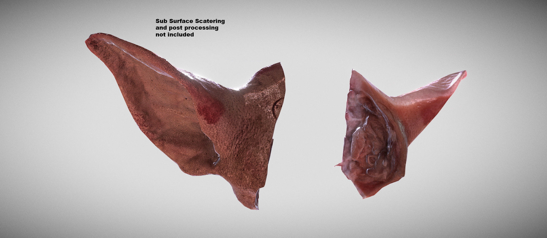 3D model Photorealistic raw pigs ear model VR / AR / low-poly | CGTrader