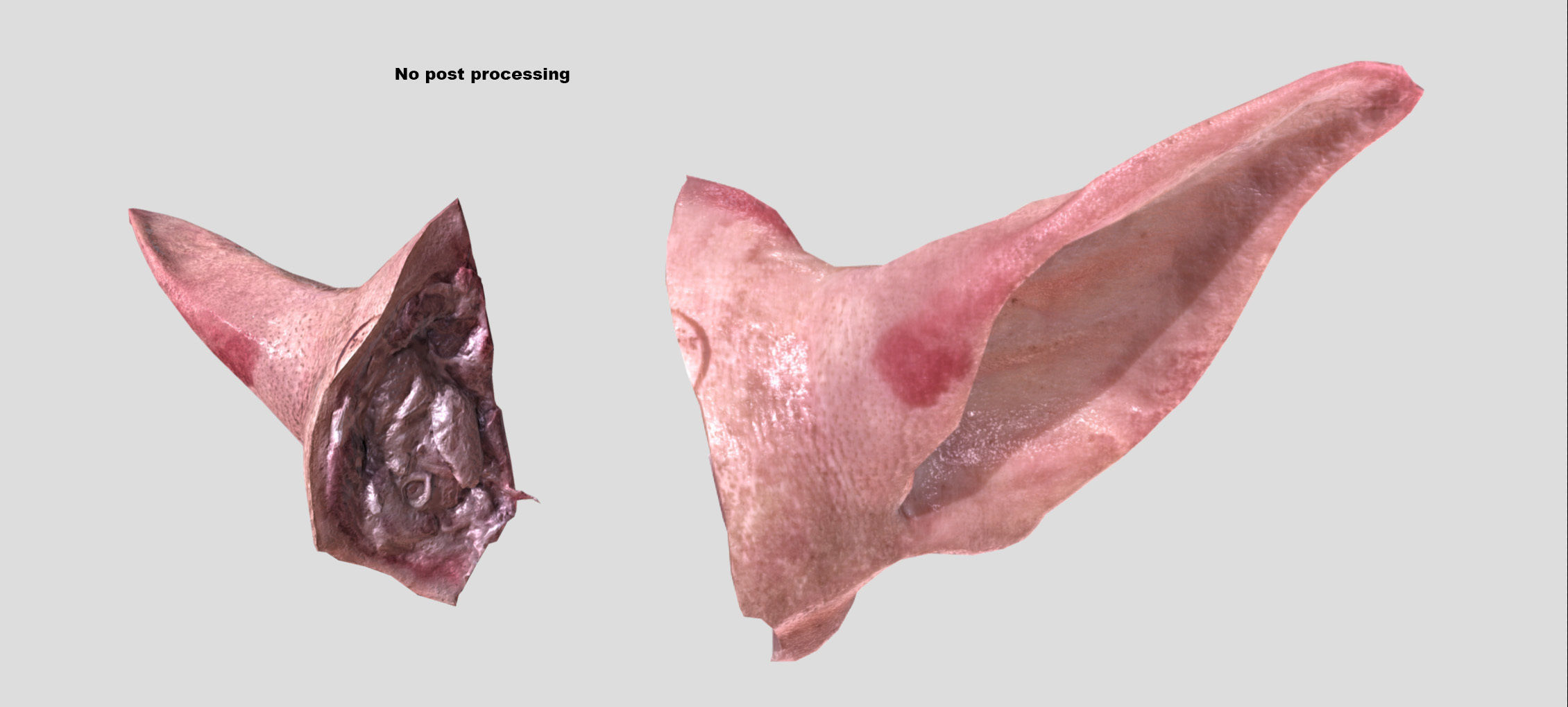 3D model Photorealistic raw pigs ear model VR / AR / low-poly | CGTrader