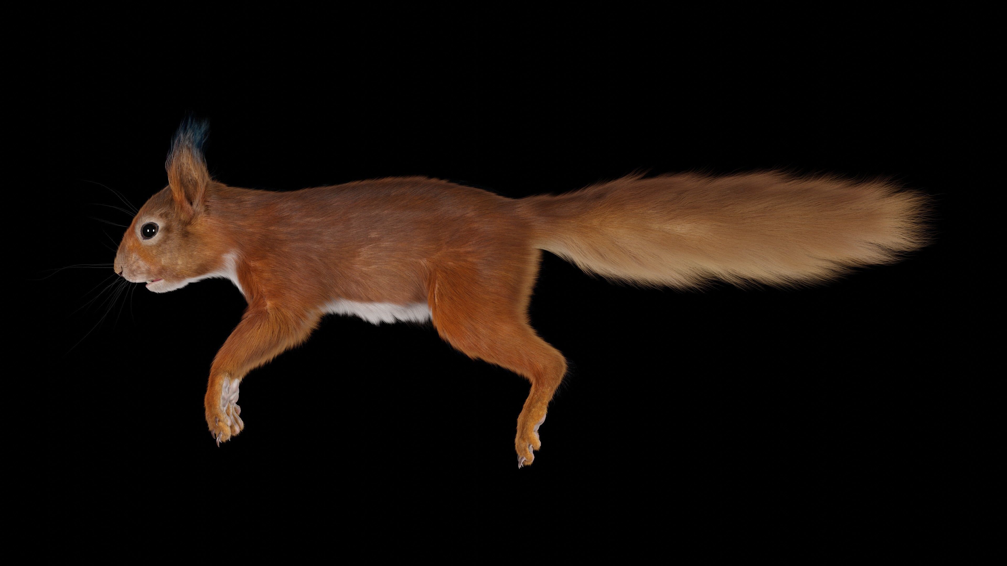 Squirrel 3D model | CGTrader