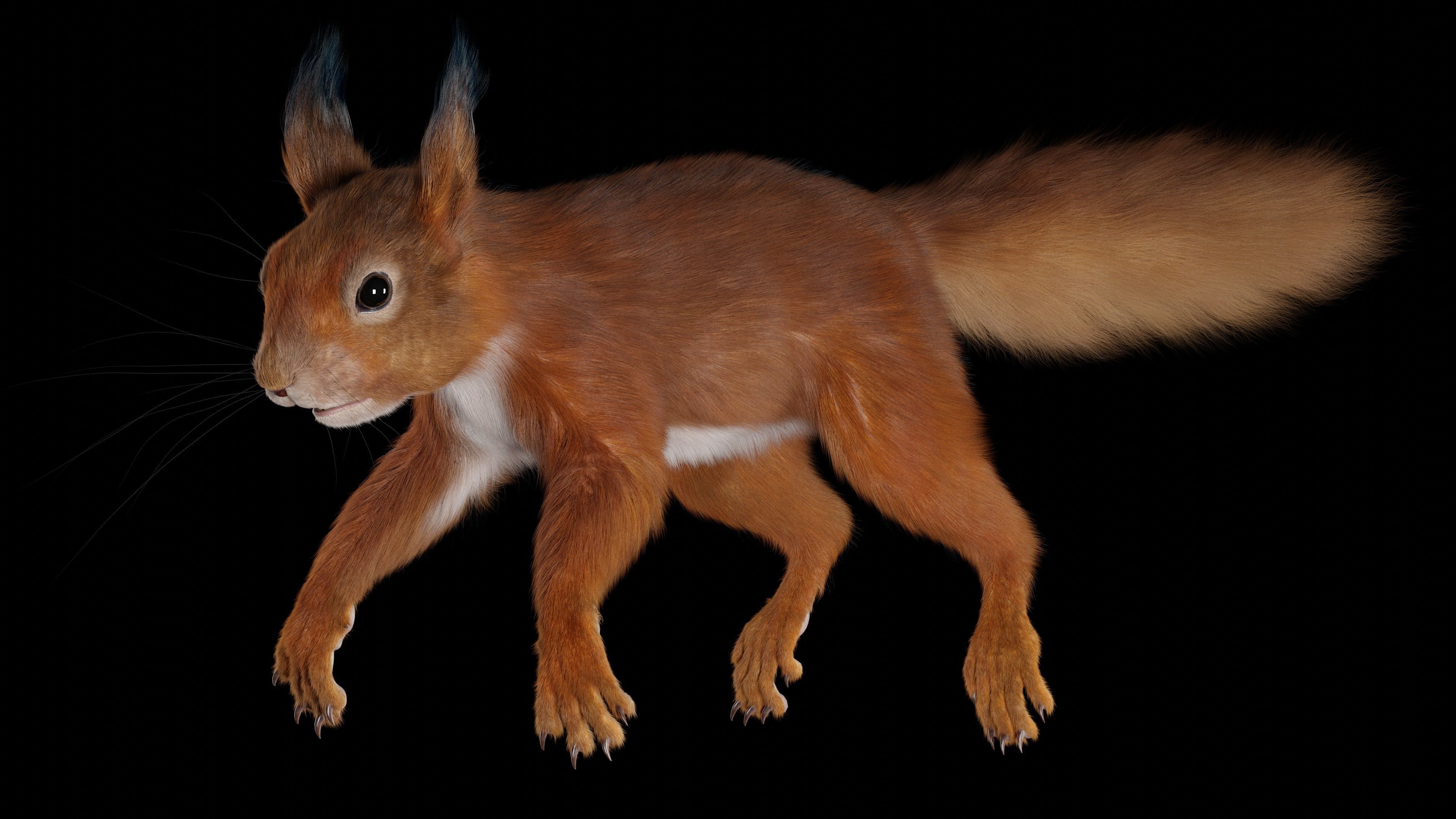 Squirrel 3D model | CGTrader