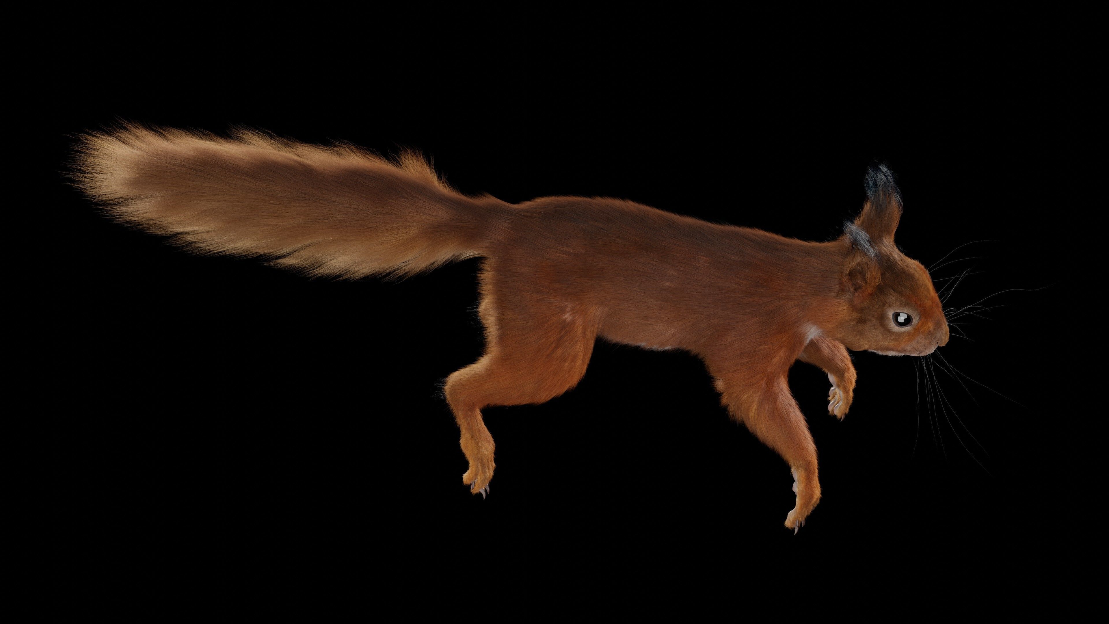 Squirrel 3D model | CGTrader