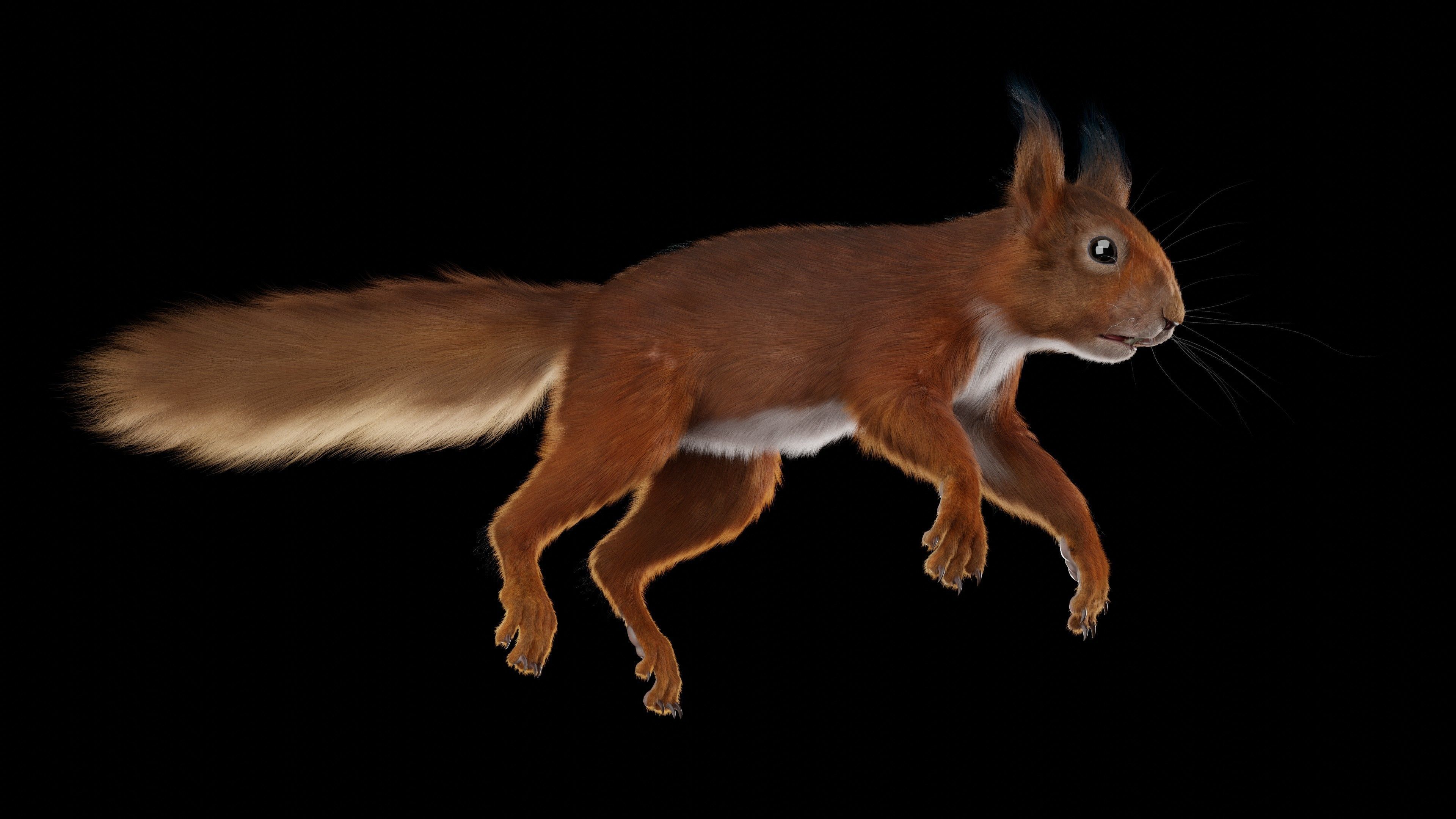 Squirrel 3D model | CGTrader